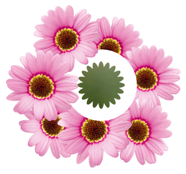 Grandaisy® - Big * Bright * Bold * Argyranthemums