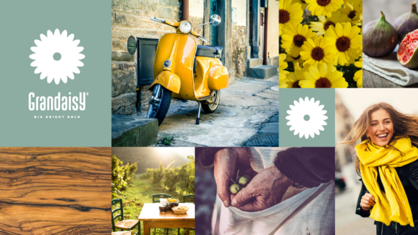 Grandaisy® - Big * Bright * Bold * Argyranthemums