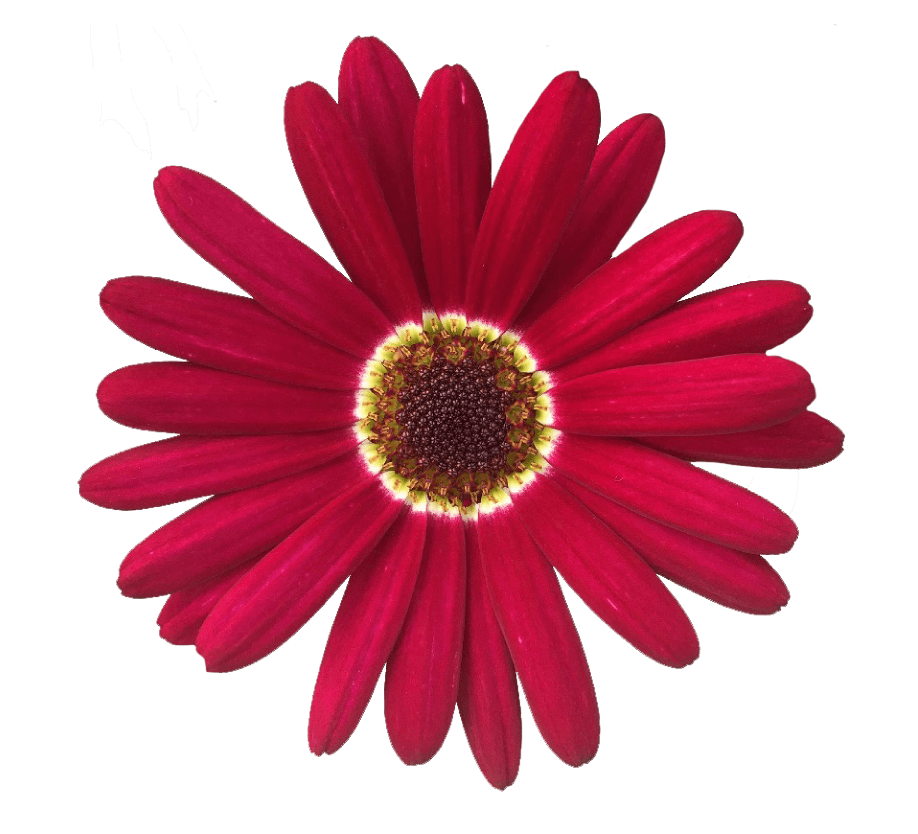 Grandaisy® - Big * Bright * Bold * Argyranthemums