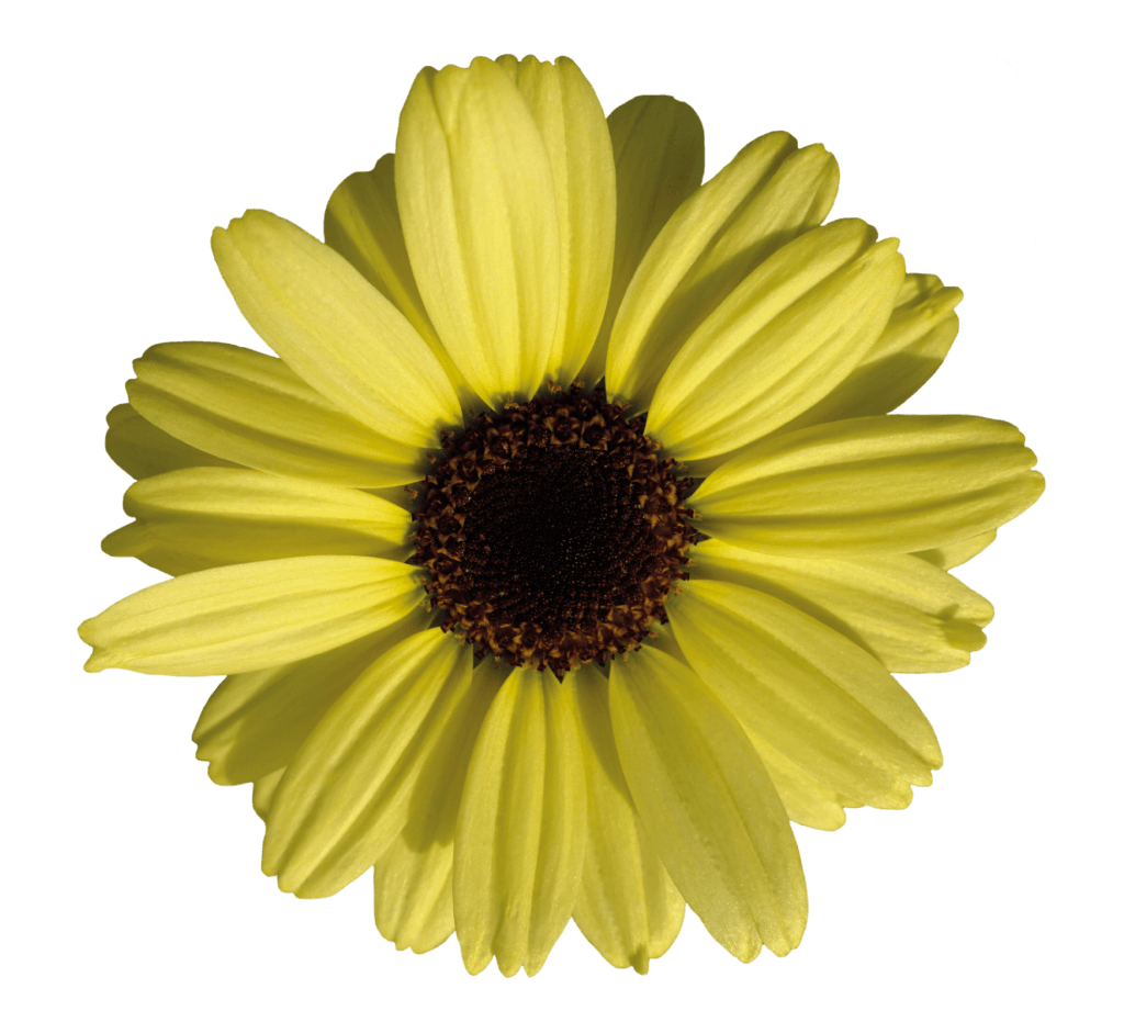 Grandaisy® - Big * Bright * Bold * Argyranthemums