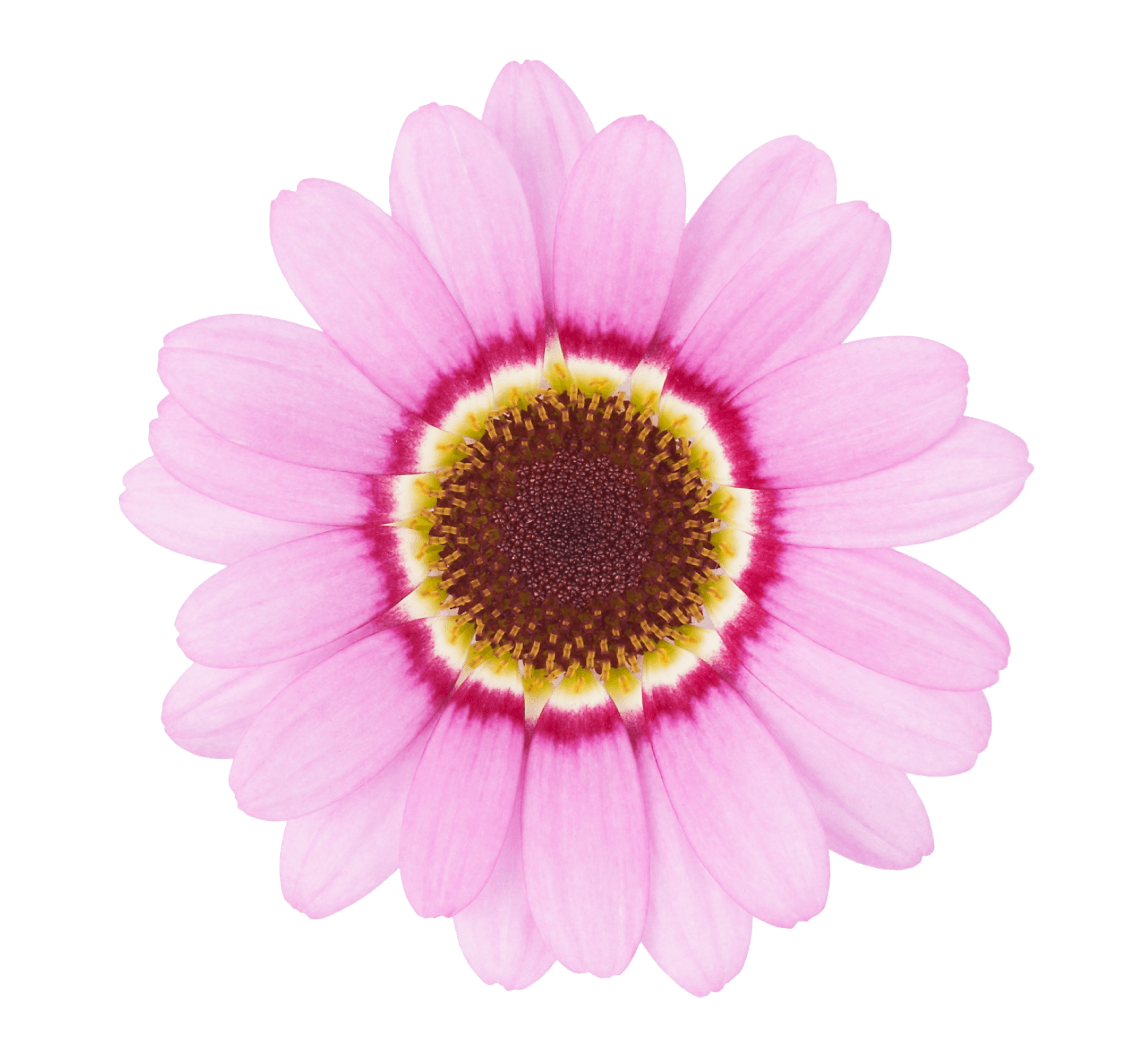Grandaisy® - Big * Bright * Bold * Argyranthemums